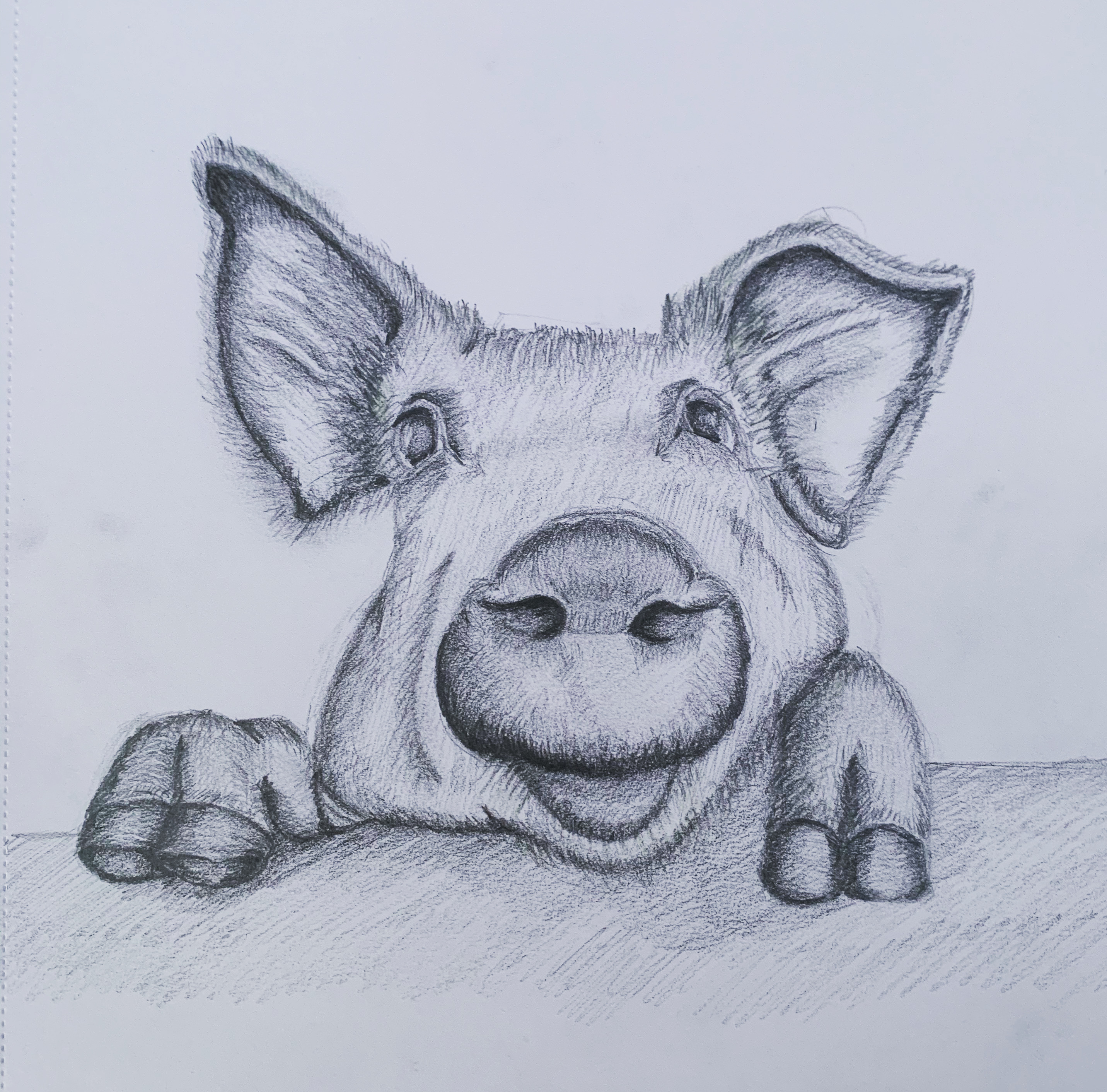 Drawing Animals – Genie Art